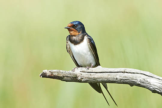 Livsstil » De første svaler på vej mod Bornholm » Bornholm.nu